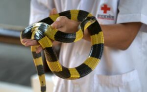 First Aid for Snakebites - Immediate Response!